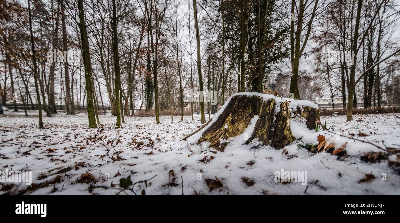Tree trunk covered layer hi-res stock photography and images - Alamy