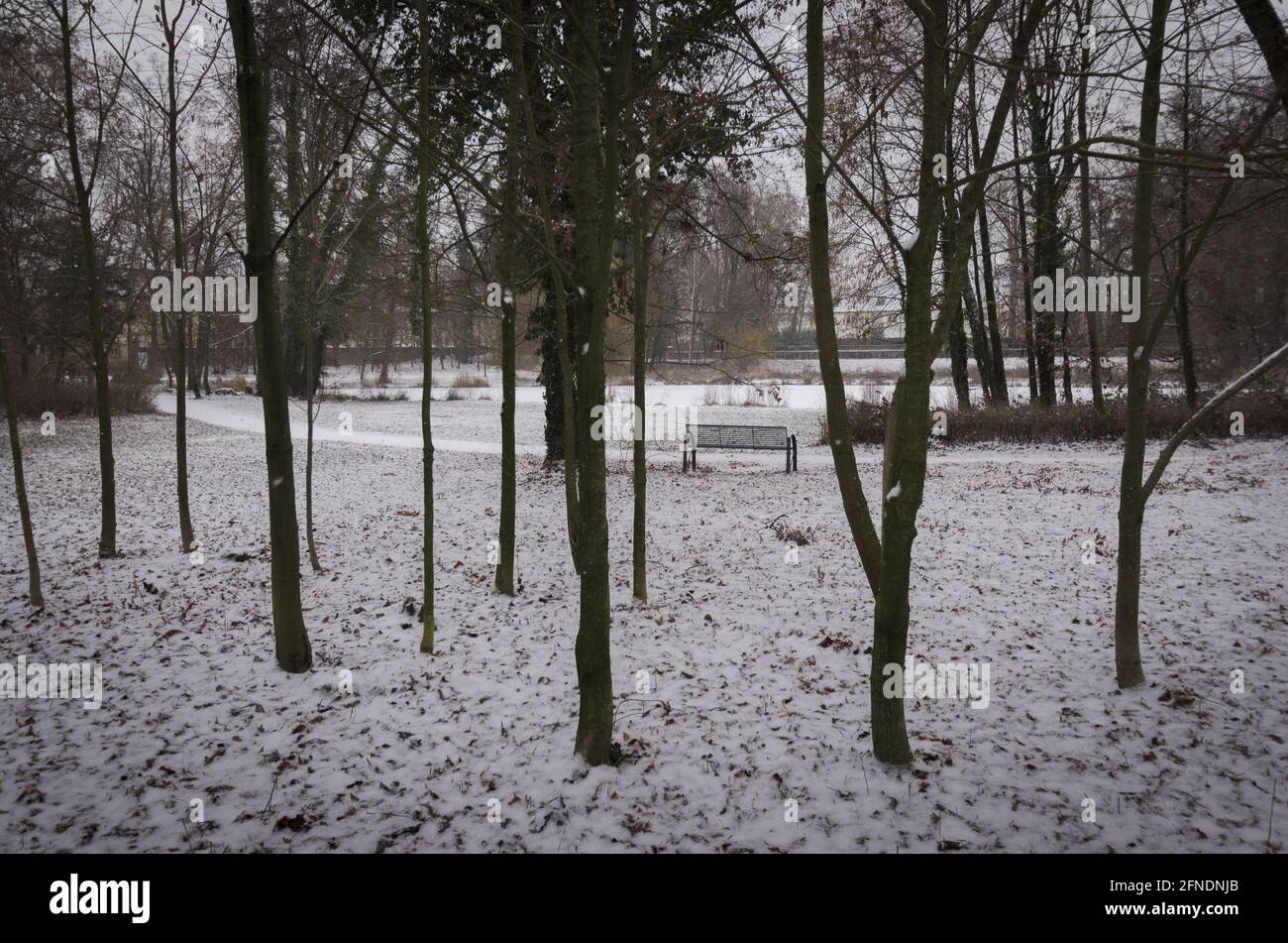 A beautiful scenery of park with thin trees in winter Stock Photo - Alamy