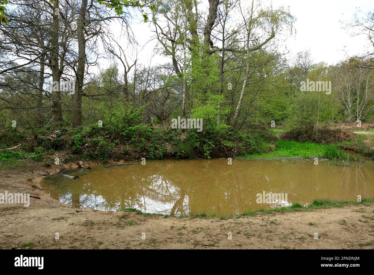 A small water hole in the Ashenbank woods Stock Photo - Alamy