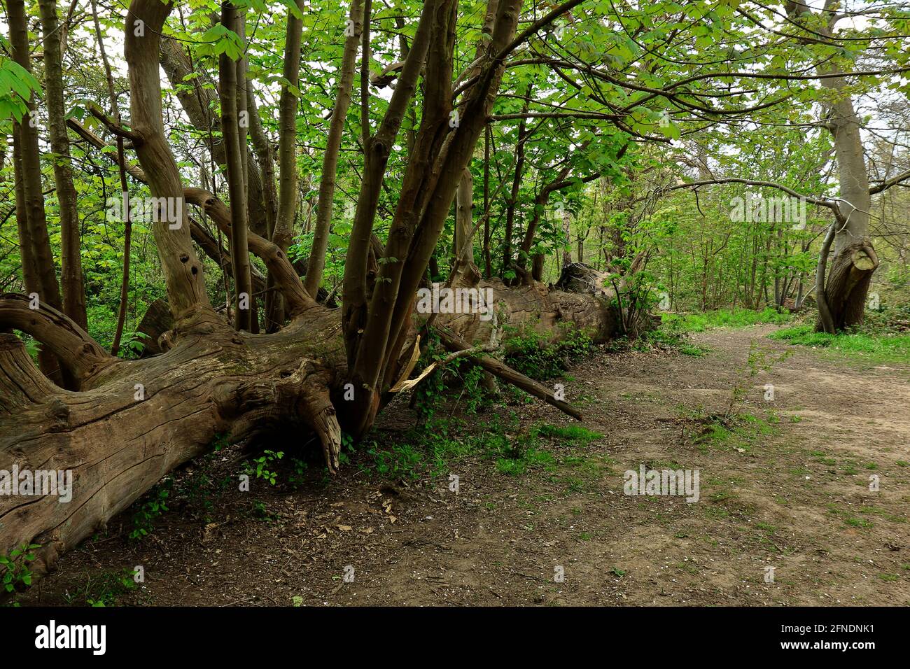 Beech trees and Oak trees in a woodland landscape Stock Photo - Alamy
