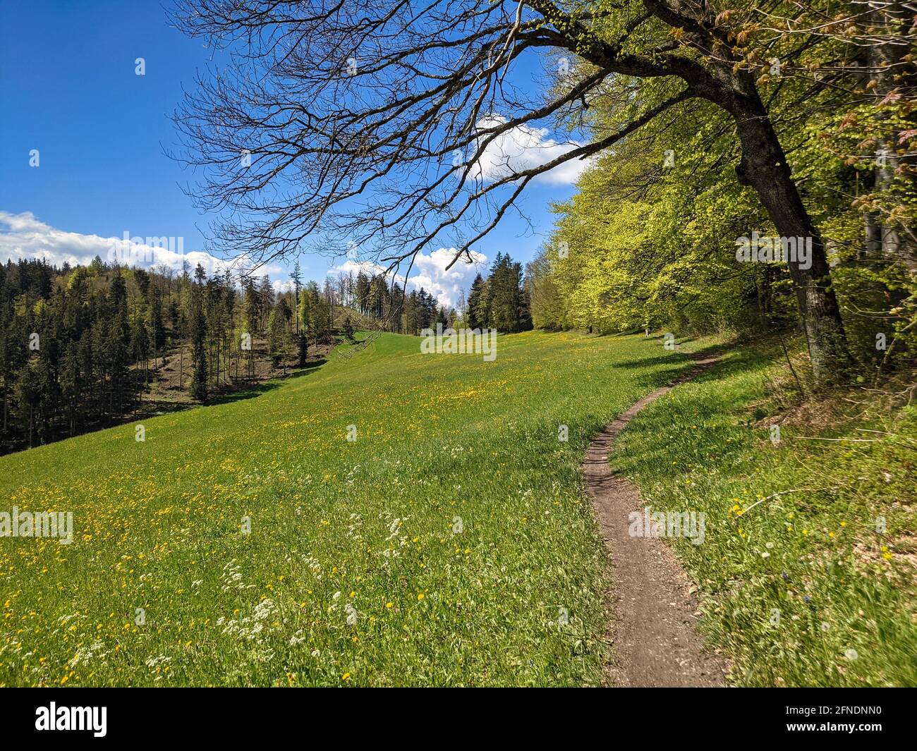 spring time in the zurich oberland. Hiking trail through the hill ...
