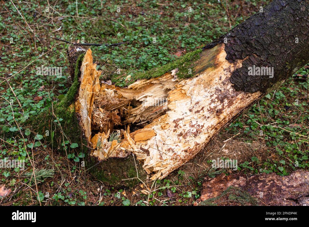 Fallen tree in the forest. Consequence of strong wind Stock Photo - Alamy