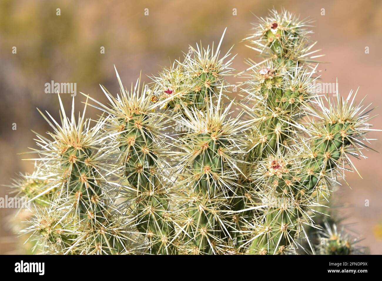 Sharp like thorn hi-res stock photography and images - Alamy