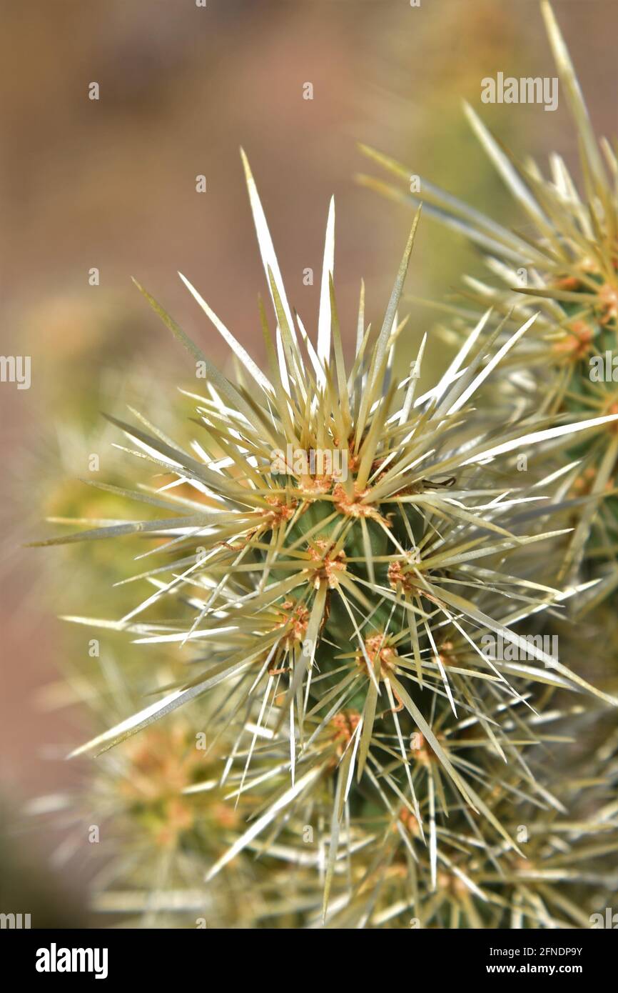 Sharp, needle like spines of a cholla cactus Stock Photo - Alamy