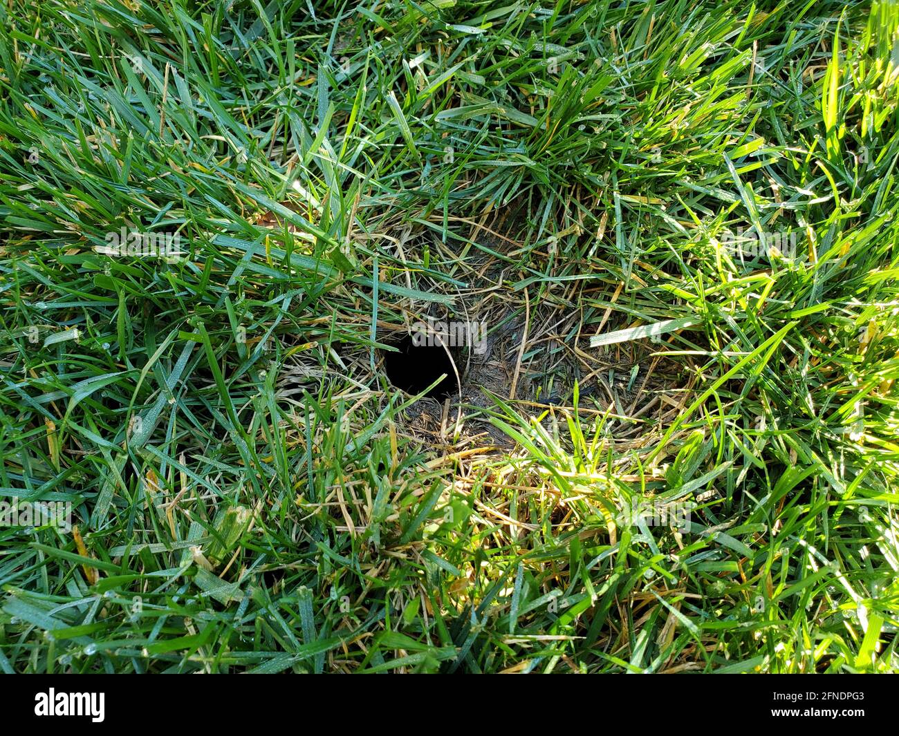 Photograph of a mole hole in the ground surrounded by grass in ...
