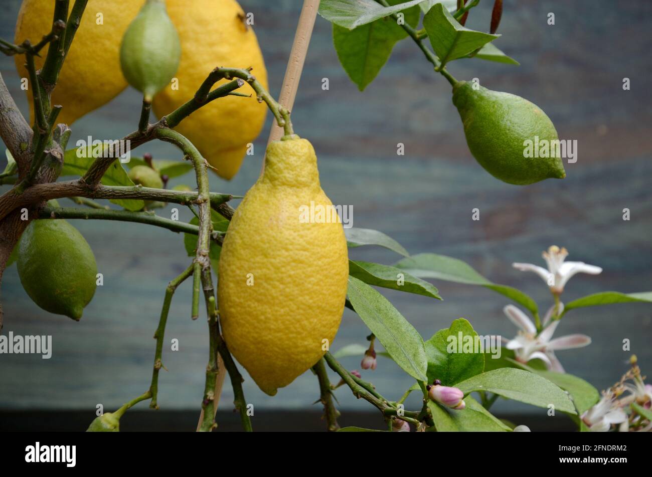 Citron yellow hi-res stock photography and images - Alamy