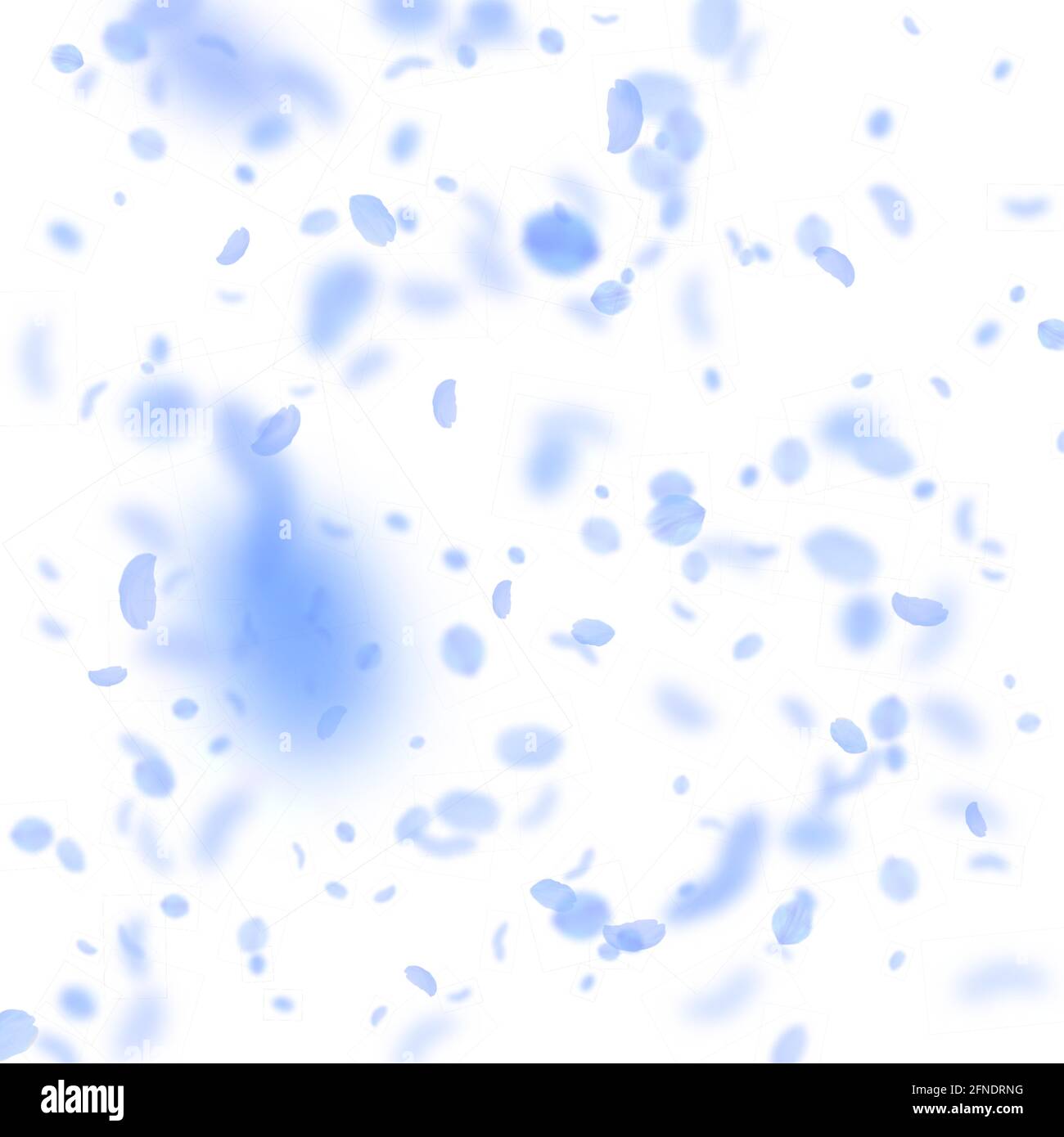 Dark blue flower petals falling down. Sightly romantic flowers falling ...