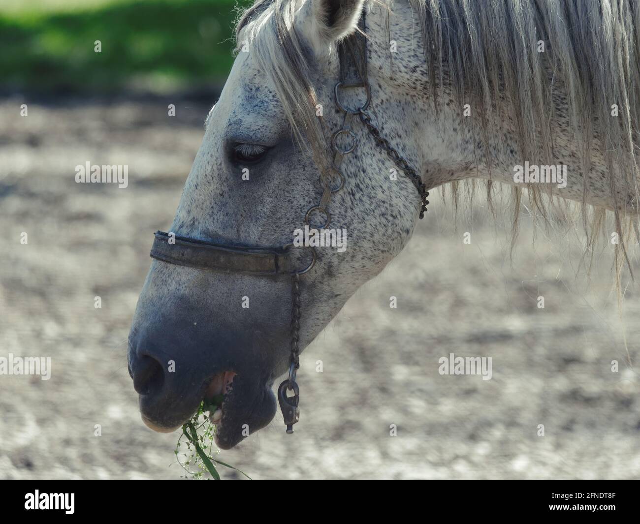 Shallow focus white horse hi-res stock photography and images - Alamy