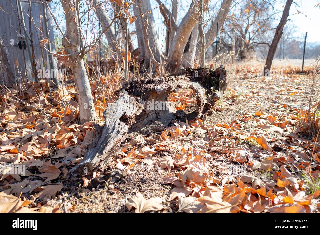 Close-up of a dead tree trunk lying on the ground surrounded by autumn ...