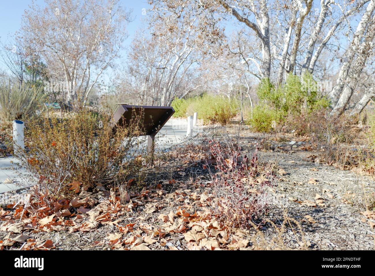 Photograph of a paved path and autumn trees on the ground in Sycamore ...