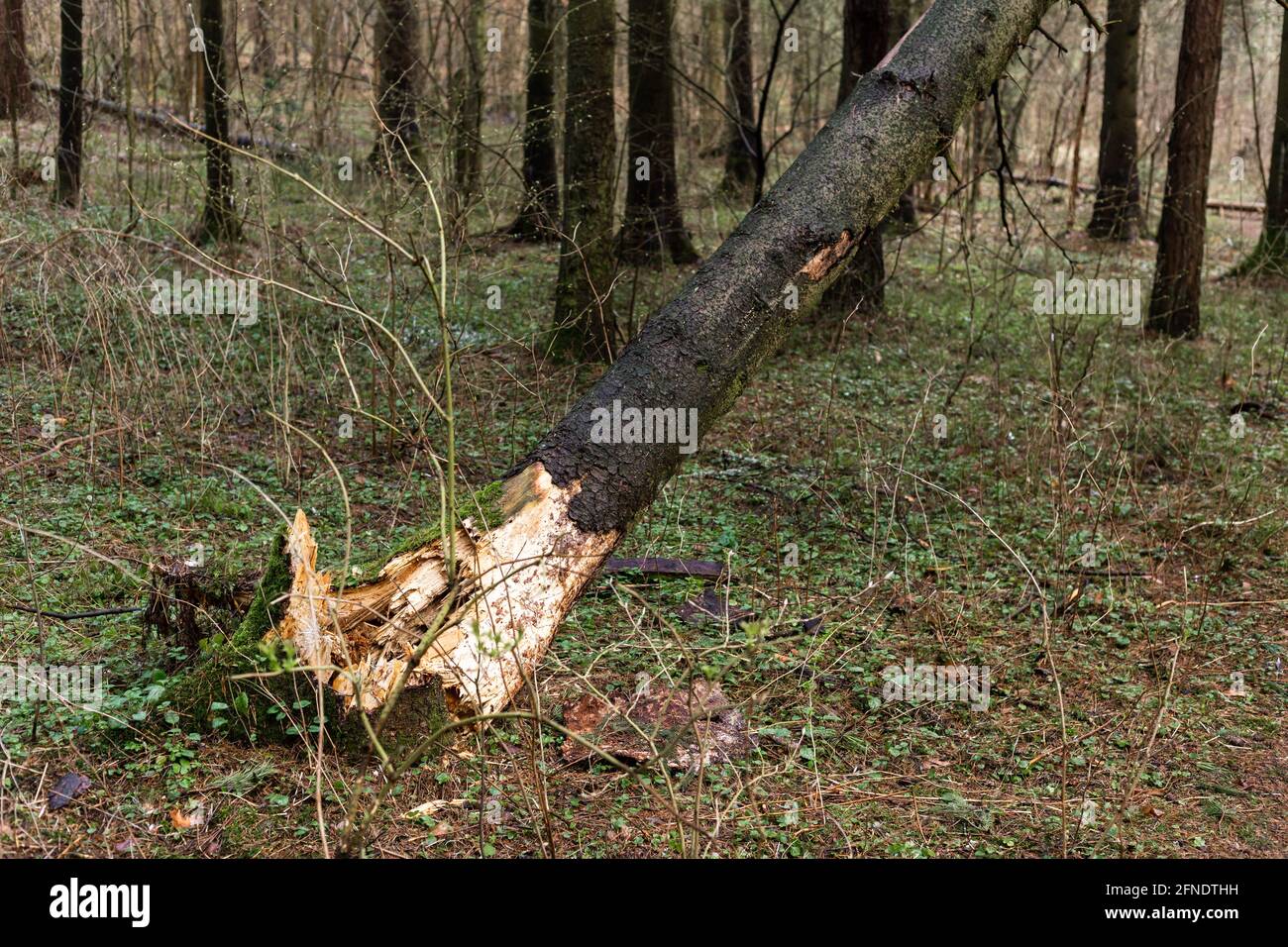 Fallen tree in the forest. Consequence of strong wind Stock Photo - Alamy
