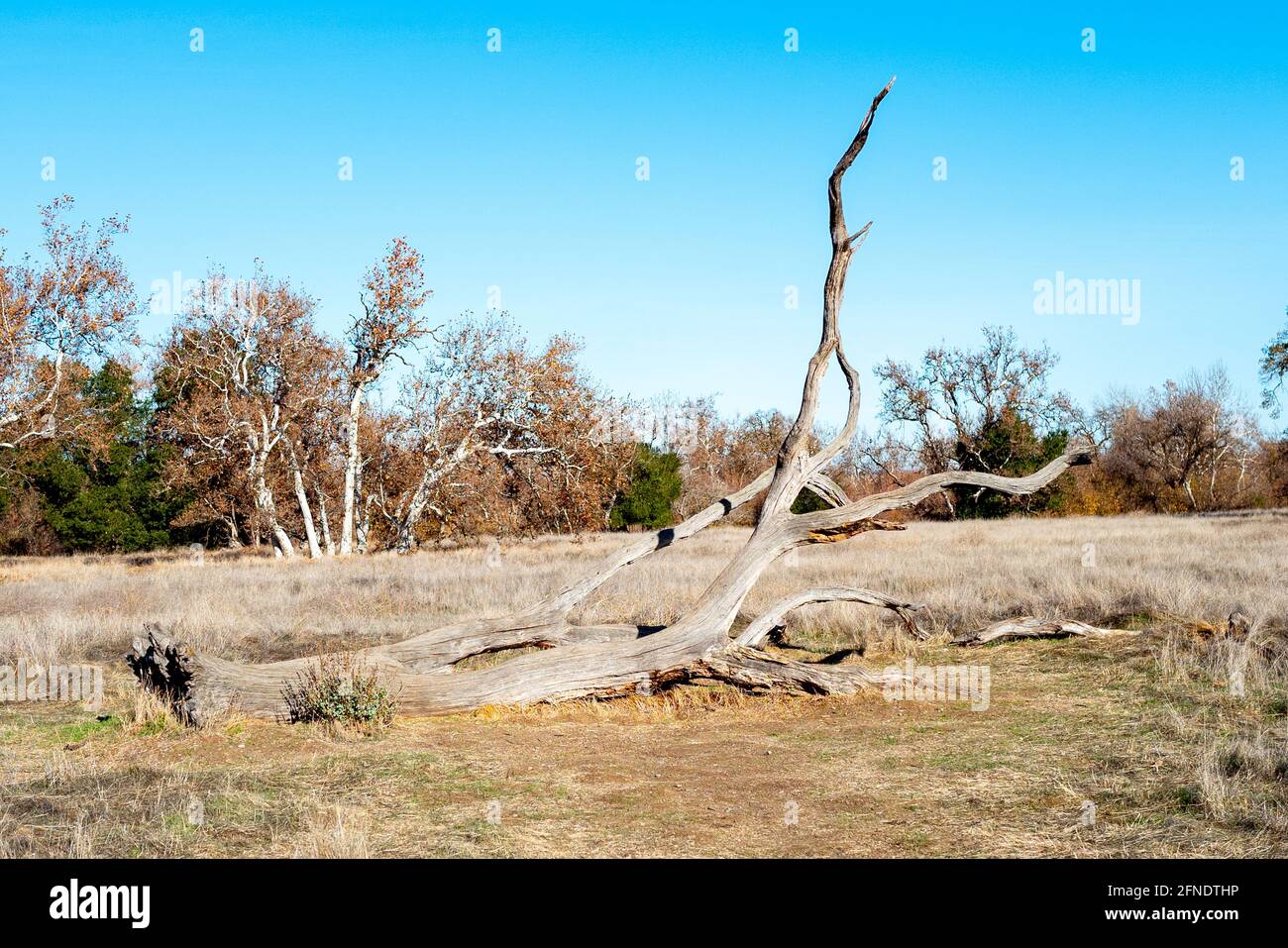 Dead 19 hi-res stock photography and images - Alamy