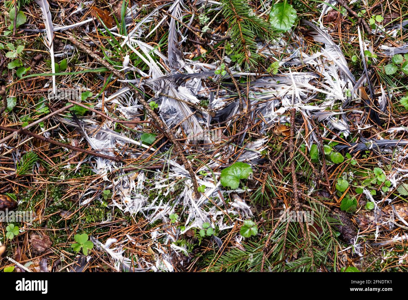 Feathers on the ground. Remains of a bird's nest Stock Photo - Alamy