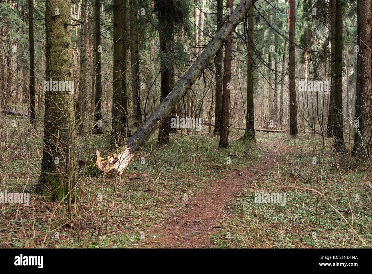 Fallen tree in the forest. Consequence of strong wind Stock Photo - Alamy