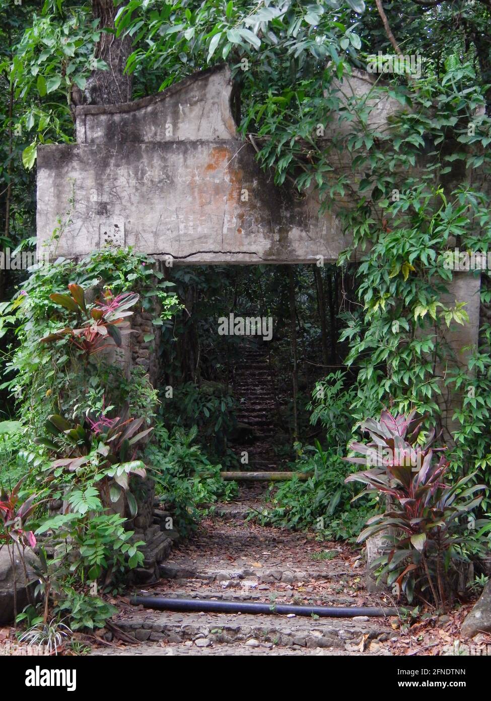 Jungle hot spring hi-res stock photography and images - Alamy