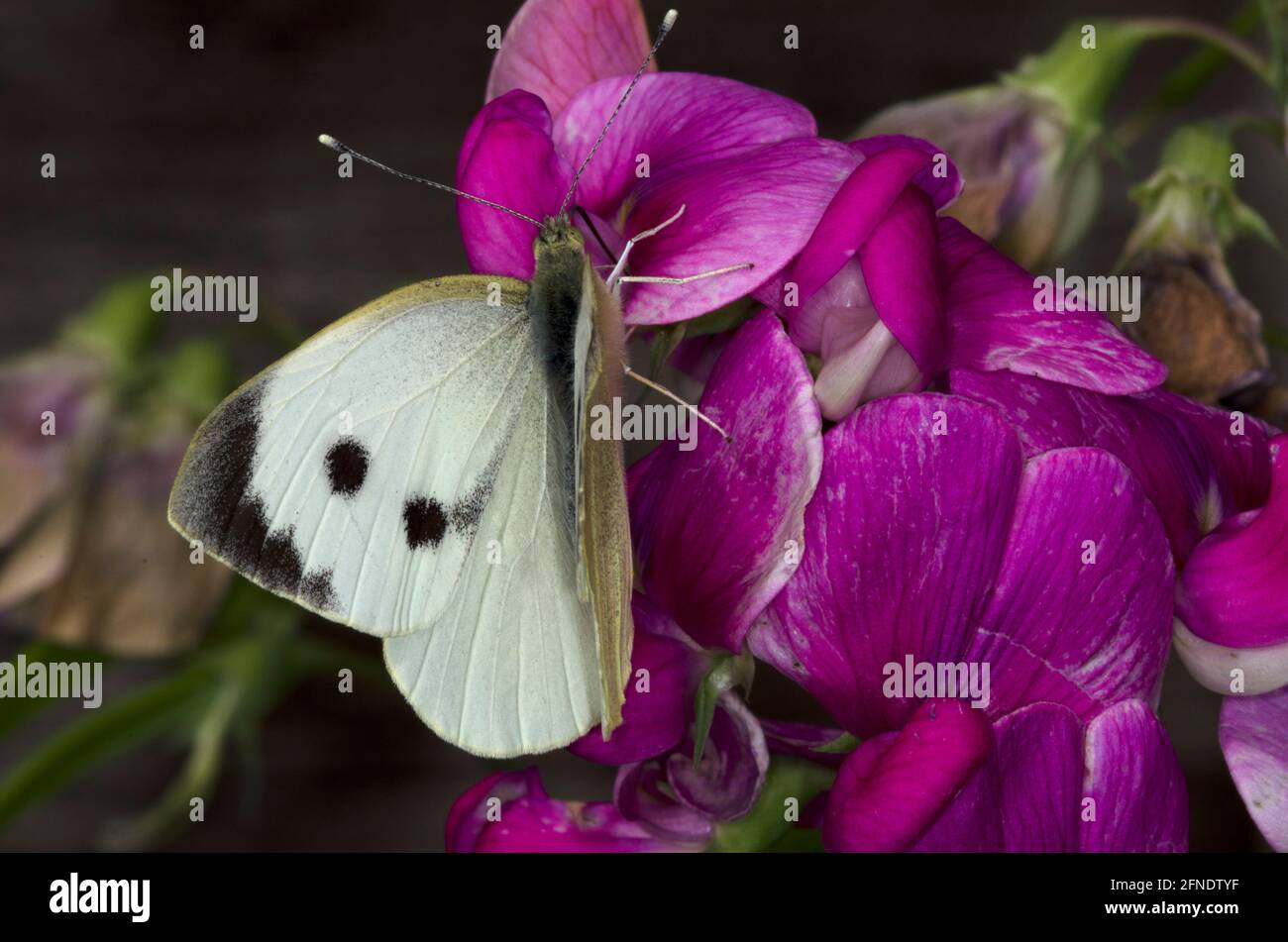 Purple butterfly pea hi-res stock photography and images - Alamy