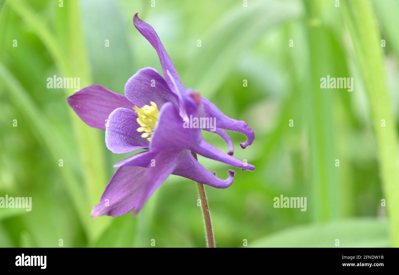 Oblique side view hi-res stock photography and images - Alamy