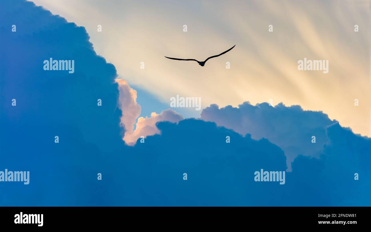 Bird flying above the clouds hi-res stock photography and images - Alamy