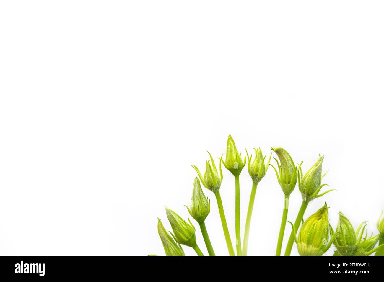 Unopened buds of zucchini pumpkin flowers on a white background. Excess ...