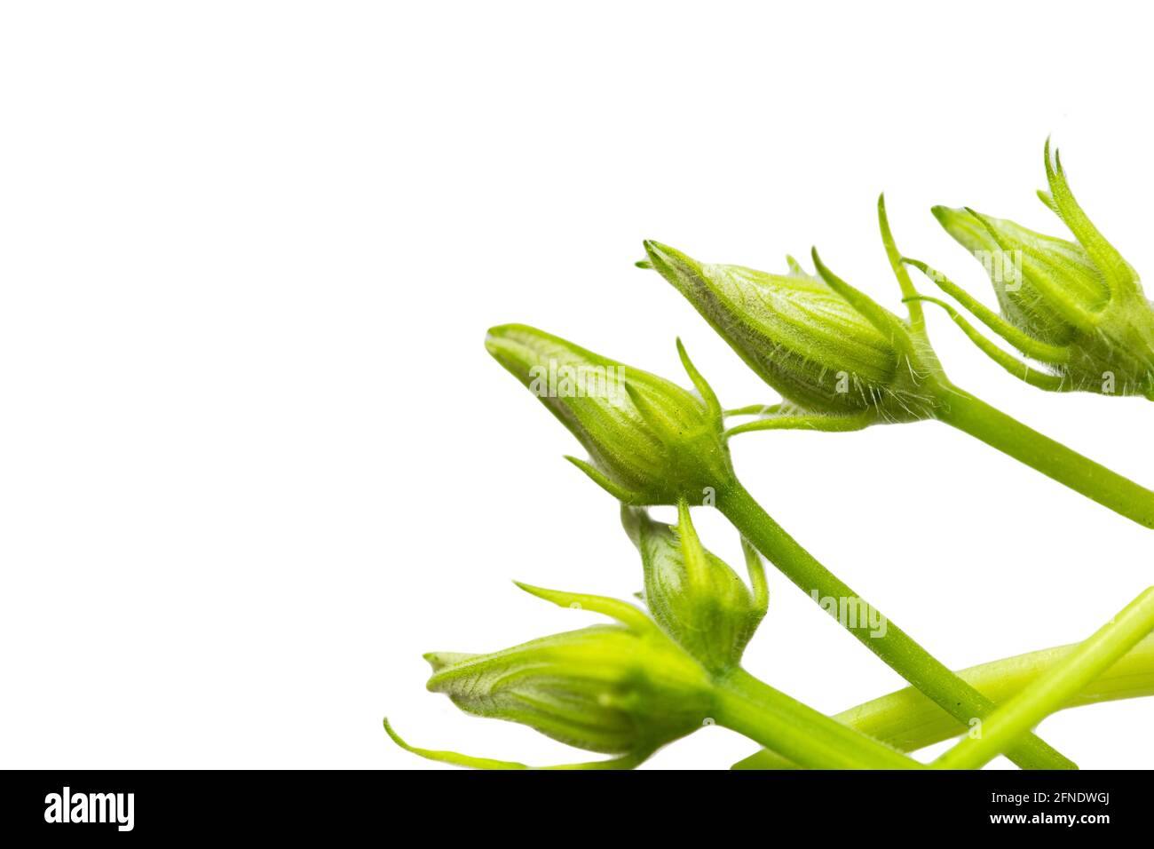 Unopened buds of zucchini pumpkin flowers on a white background. Excess ...