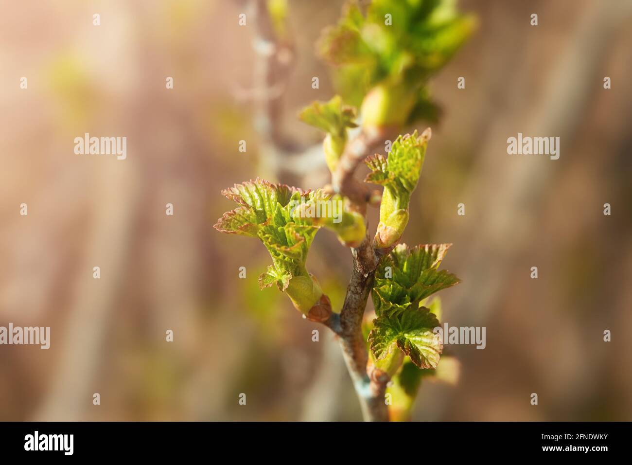 Fresh new green buds on currant branches at springtime in March or ...