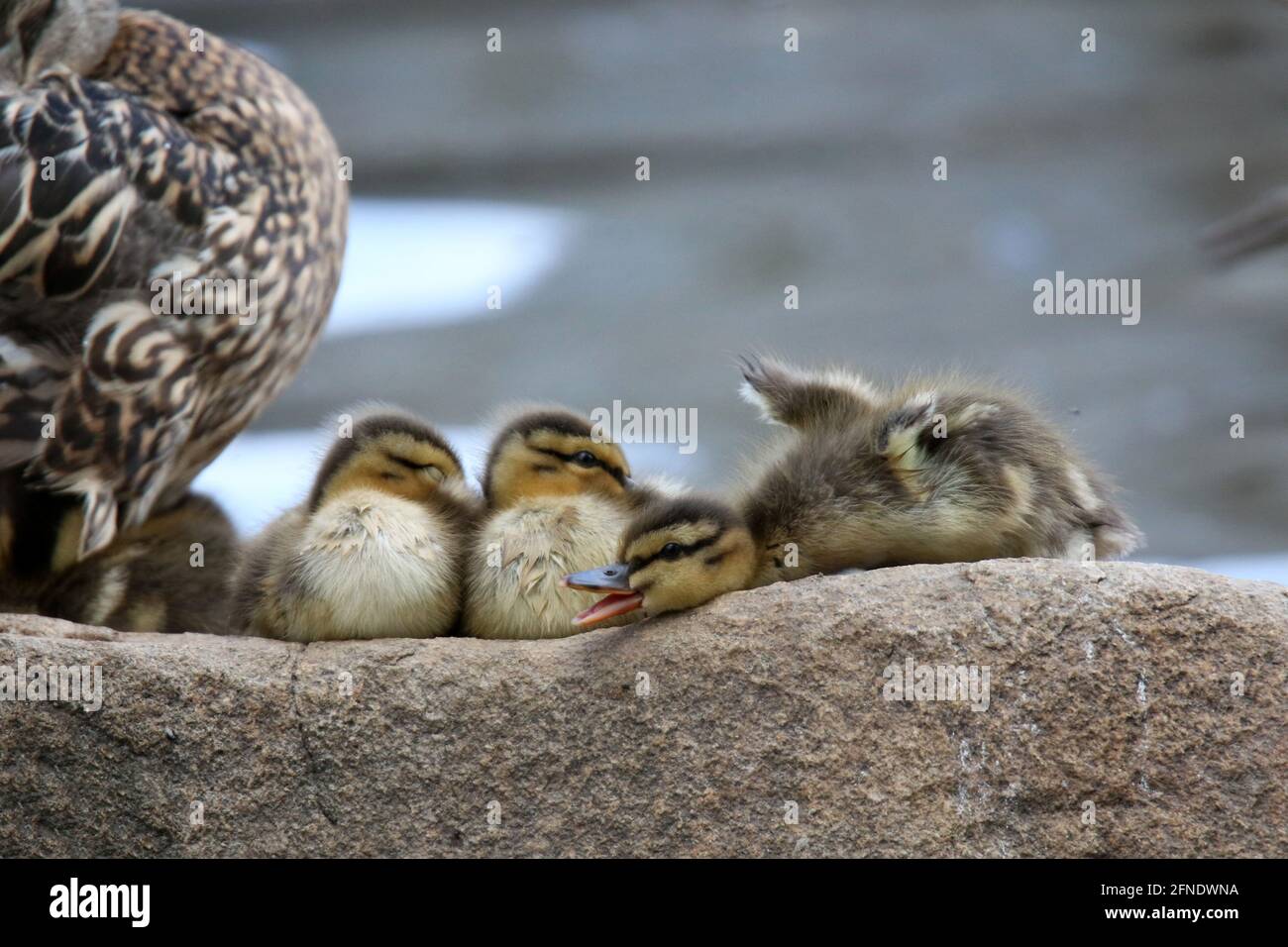 Resting ducklings hi-res stock photography and images - Alamy