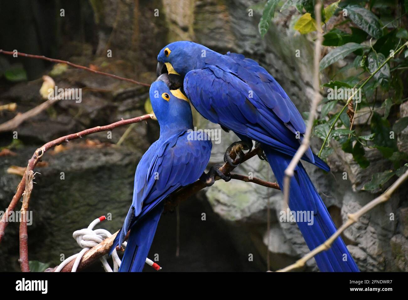 Macaw parrots hi-res stock photography and images - Alamy