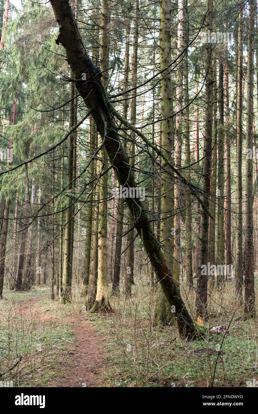 Fallen tree in the forest. Consequence of strong wind Stock Photo - Alamy