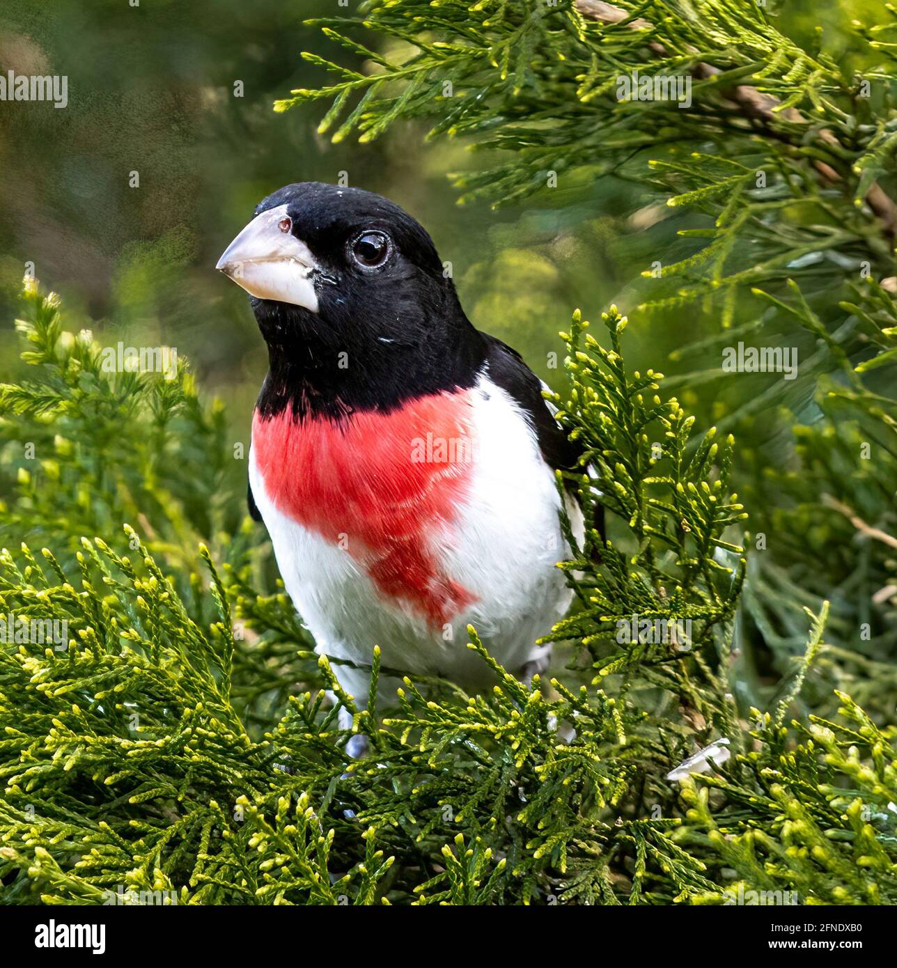 Rose breasted grosbeak hi-res stock photography and images - Alamy