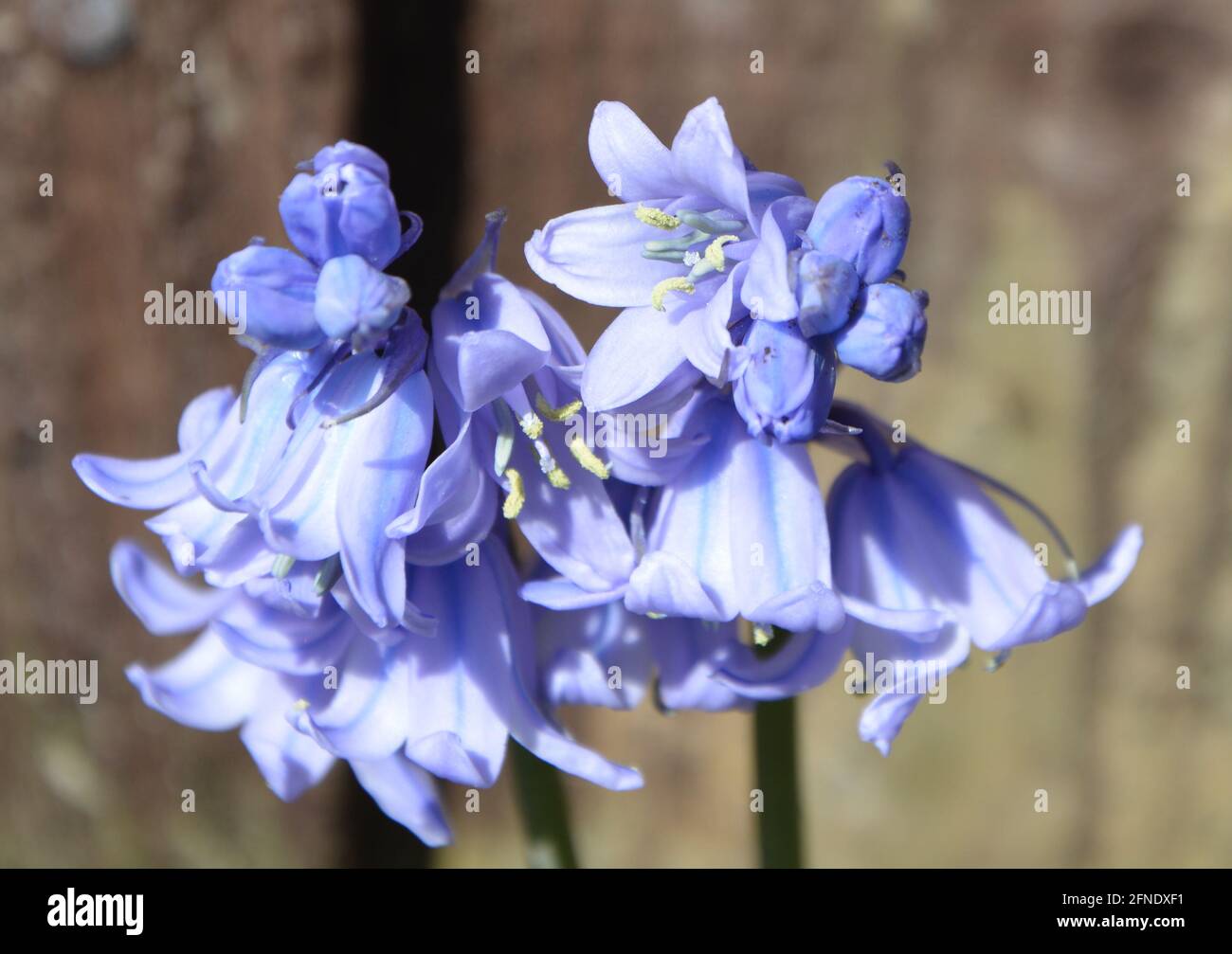 Best bluebell walk uk hi-res stock photography and images - Alamy