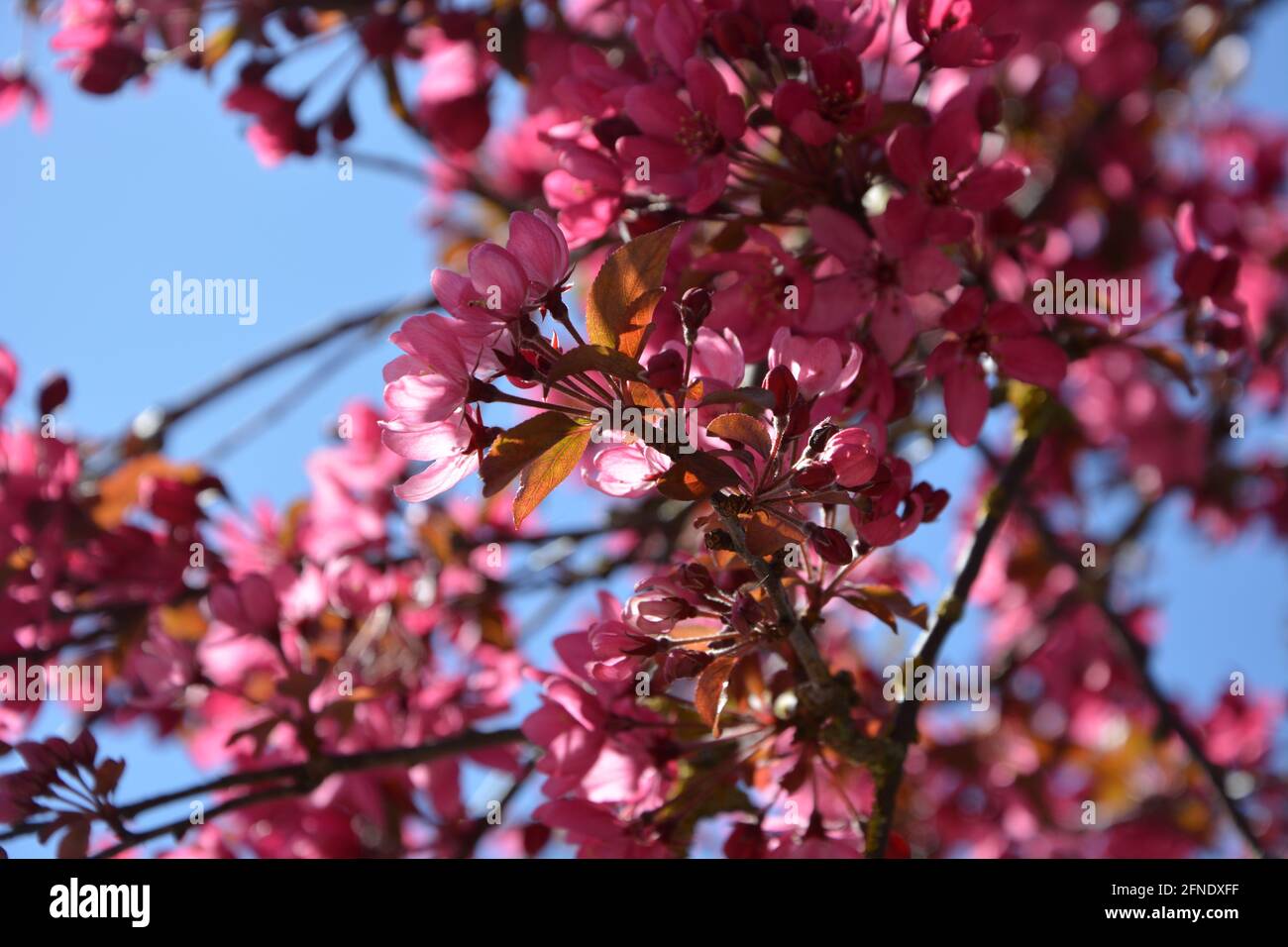 Pink cherry blossom cambridge uk hi-res stock photography and images ...