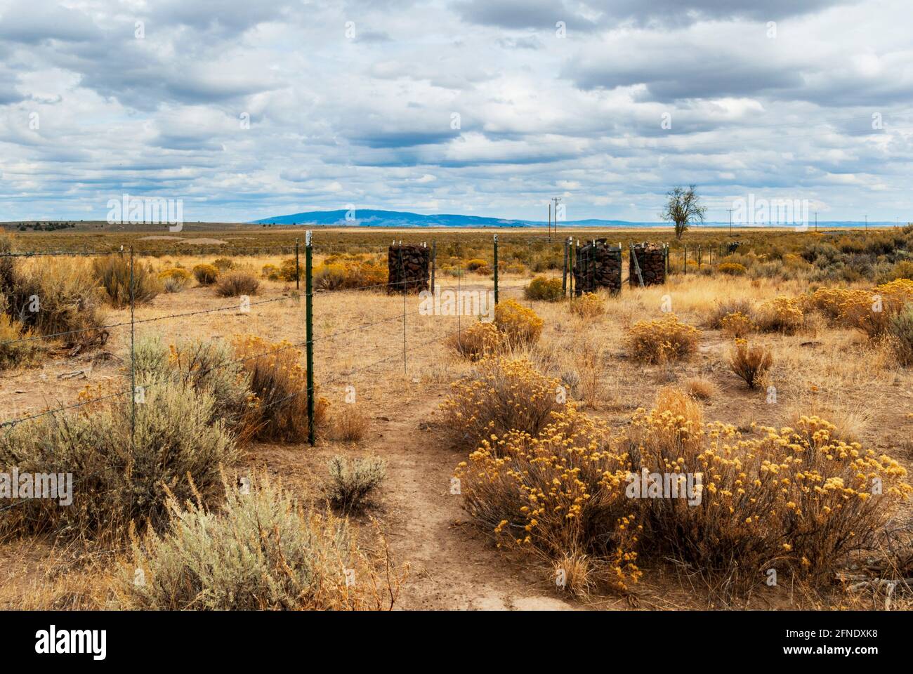 Artemisia tridentata usa hi-res stock photography and images - Alamy