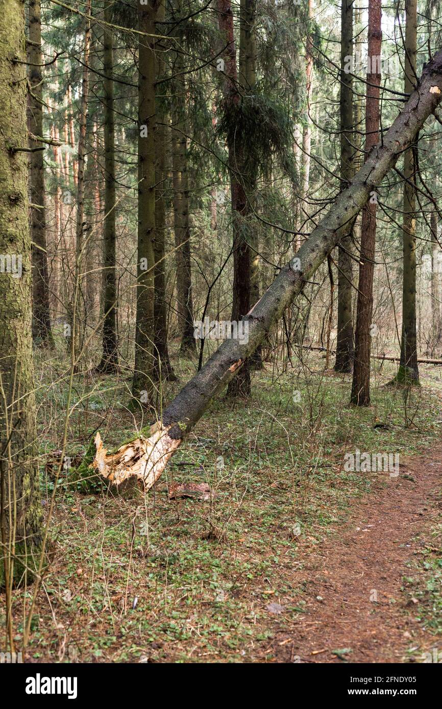 Fallen tree in the forest. Consequence of strong wind Stock Photo - Alamy