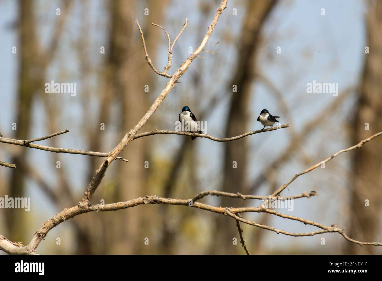 Tachycineta bicolor - series of photos showing tree swallows mating ...