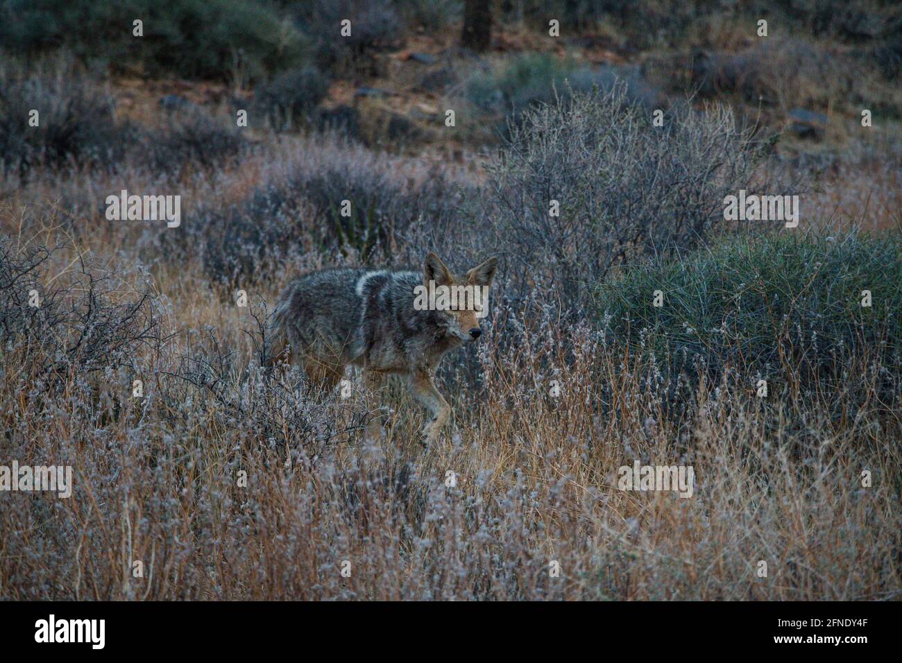 Tall joshua trees tree hi-res stock photography and images - Alamy