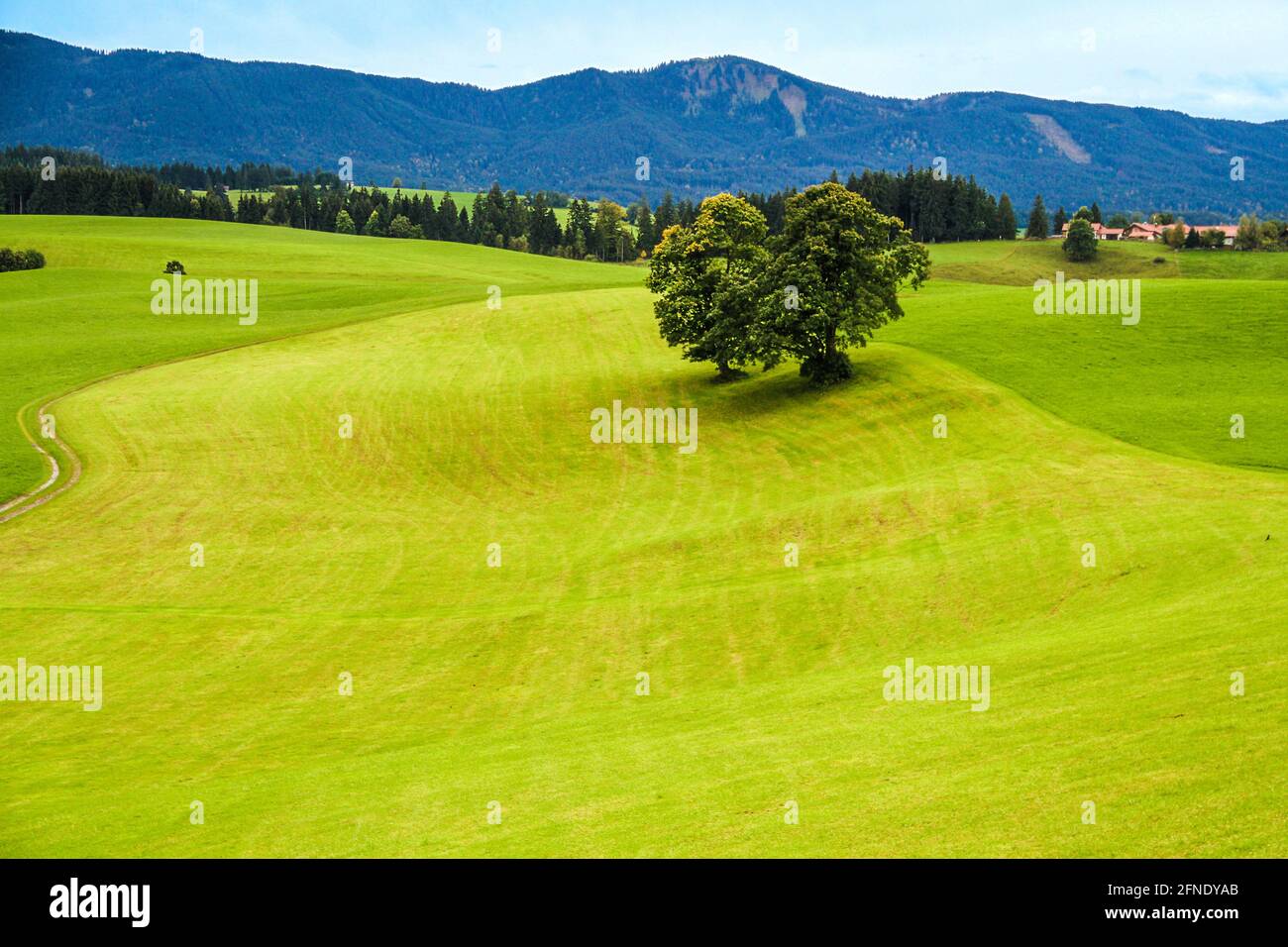 Two large oak trees hi-res stock photography and images - Alamy