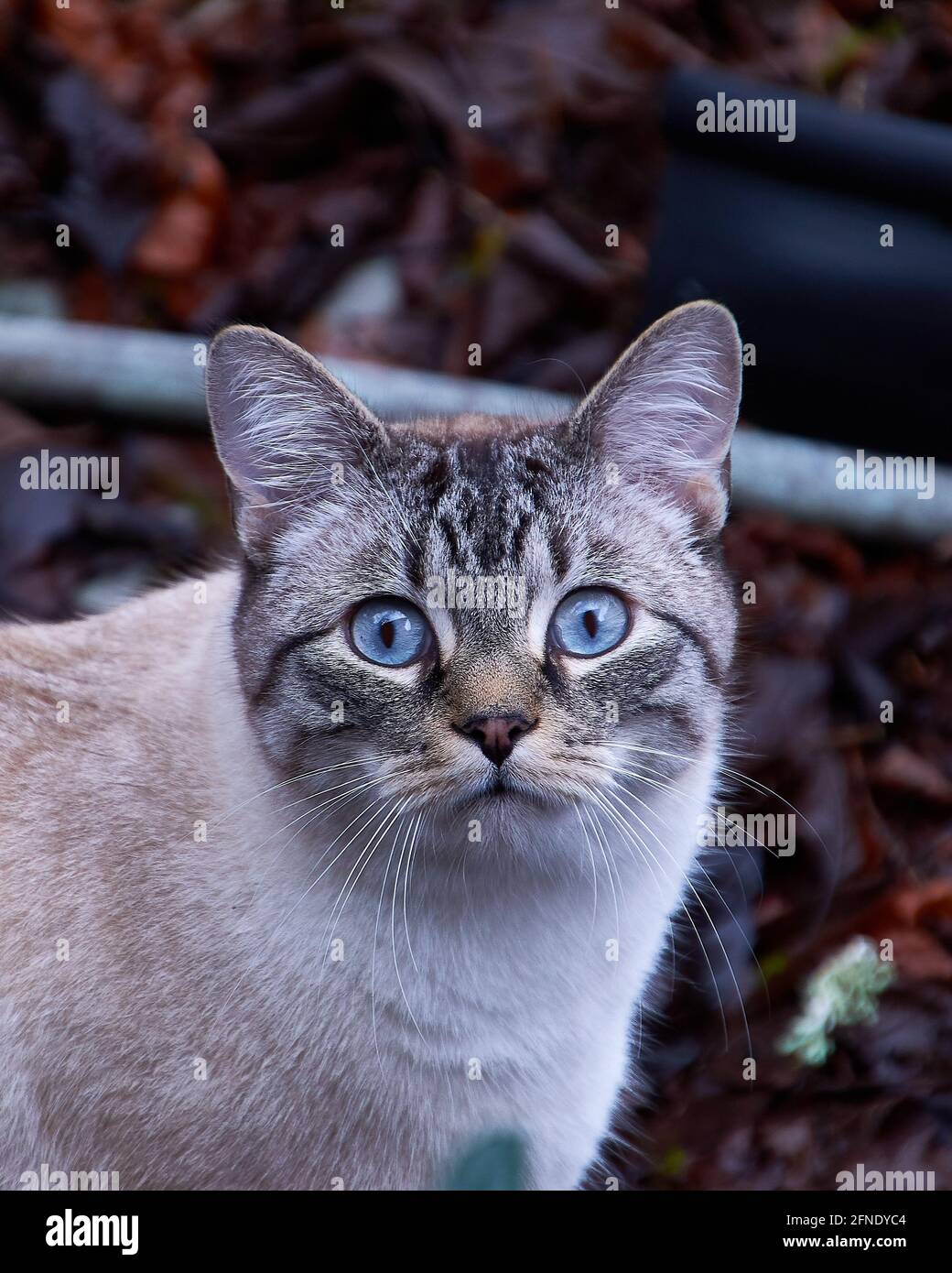 A vertical closeup shot of a blue-eyed tabby cat staring at the camera ...
