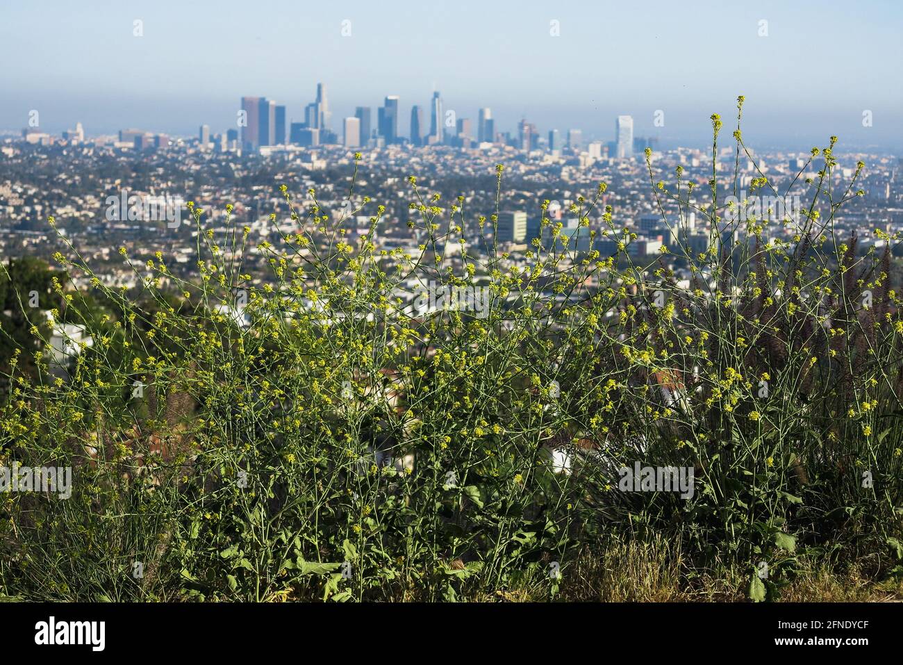 View of the buildings in Los Angeles from a grassy park Stock Photo - Alamy