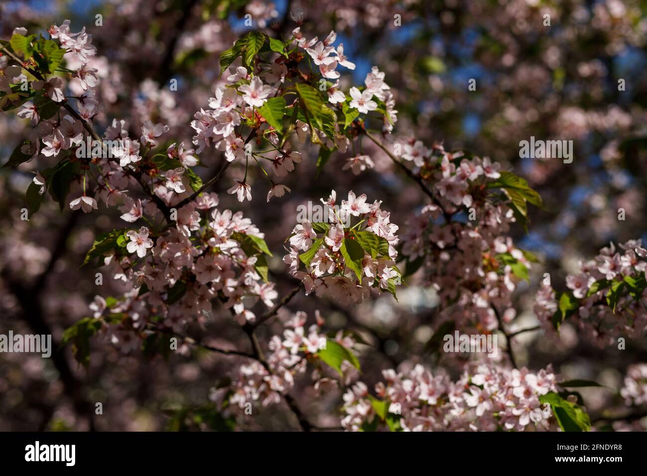 Spring blossom background. Beautiful nature scene of blooming tree ...