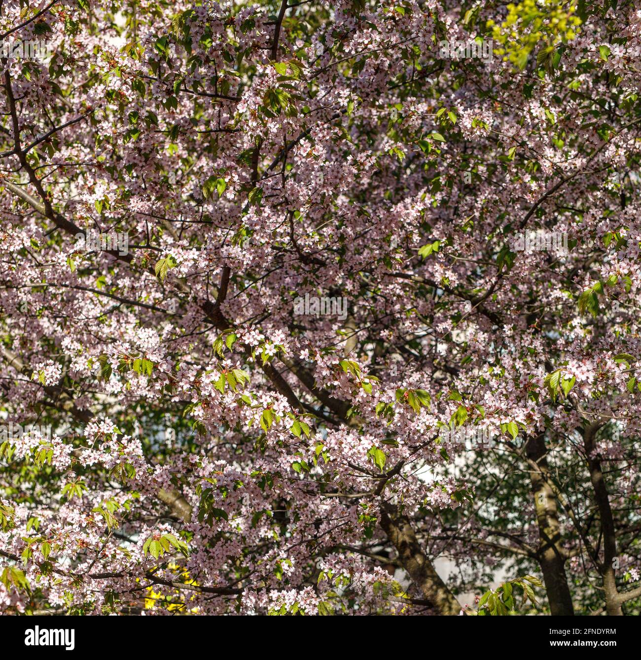 Spring blossom background. Beautiful nature scene of blooming tree ...