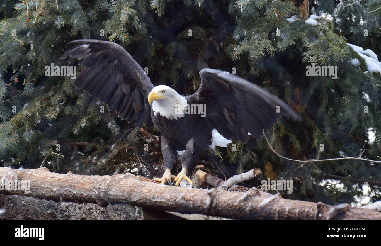 Bald Eagle wings extended Stock Photo - Alamy