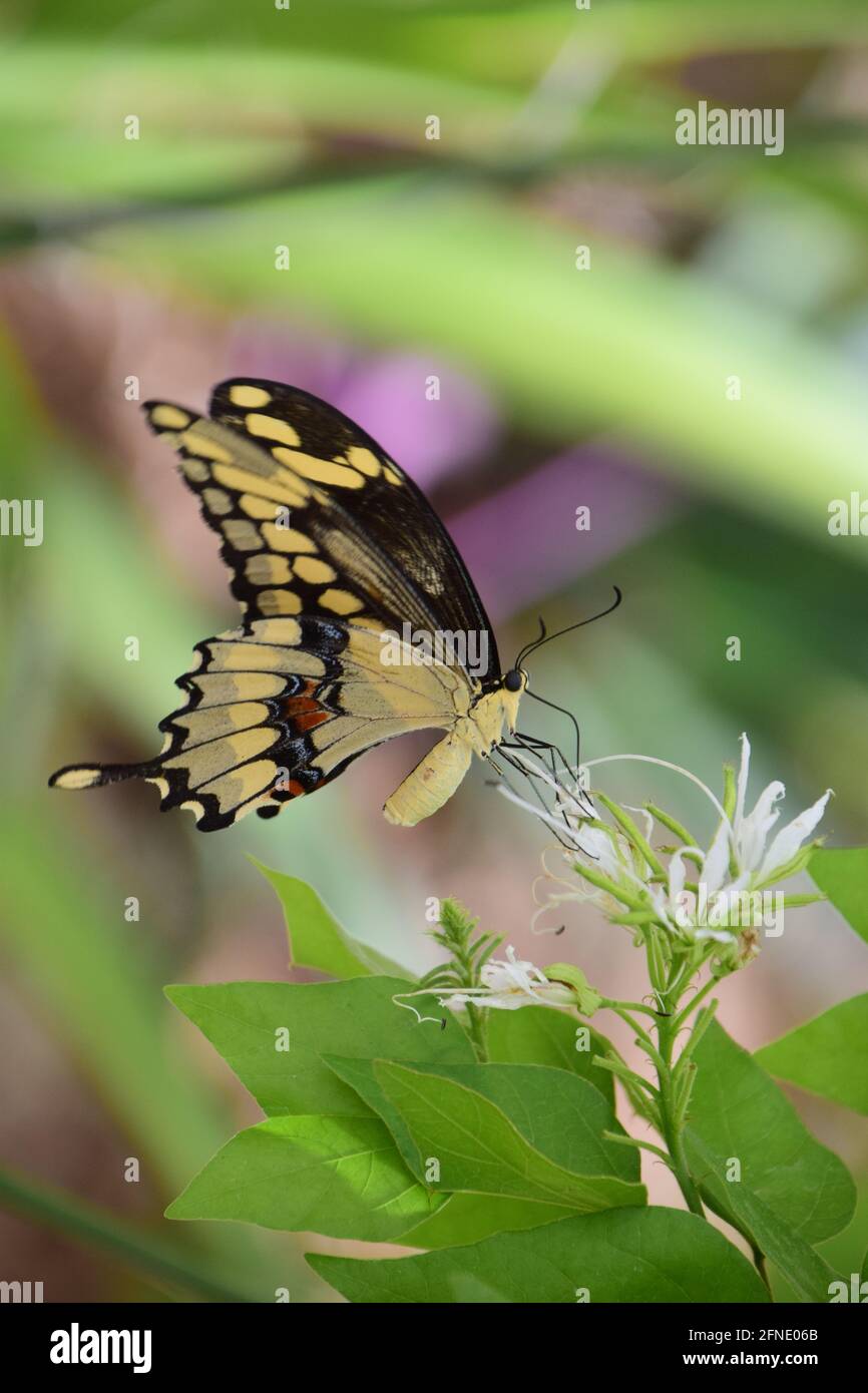 Giant swallowtail Butterfly Stock Photo - Alamy