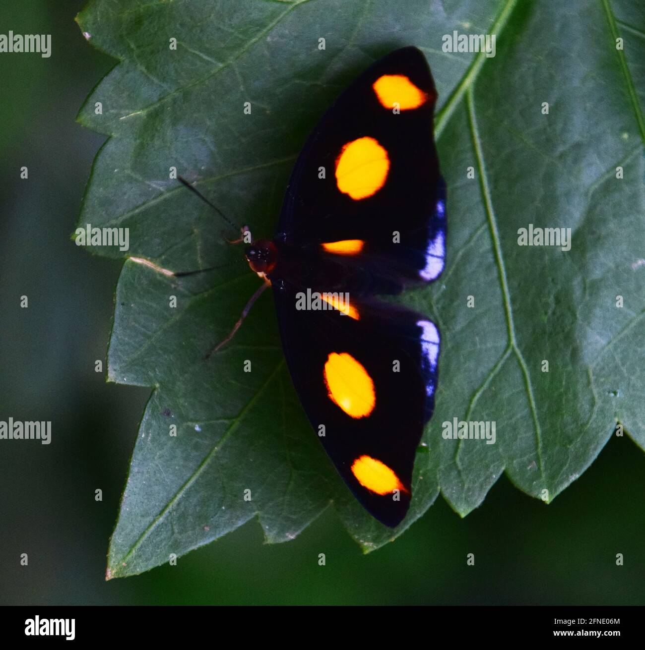 Grecian shoemaker butterfly hi-res stock photography and images - Alamy