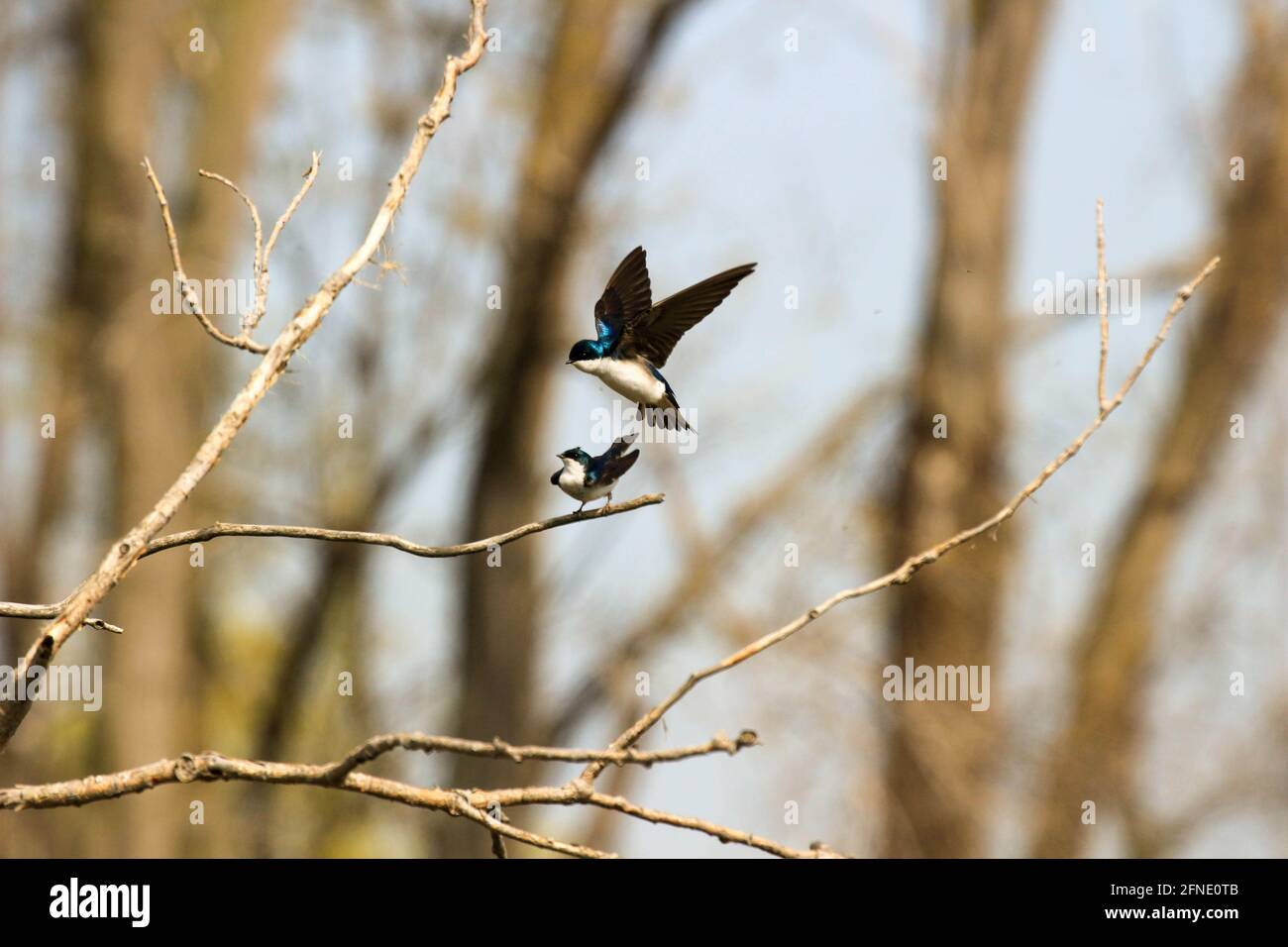 Tachycineta bicolor - series of photos showing tree swallows mating ...
