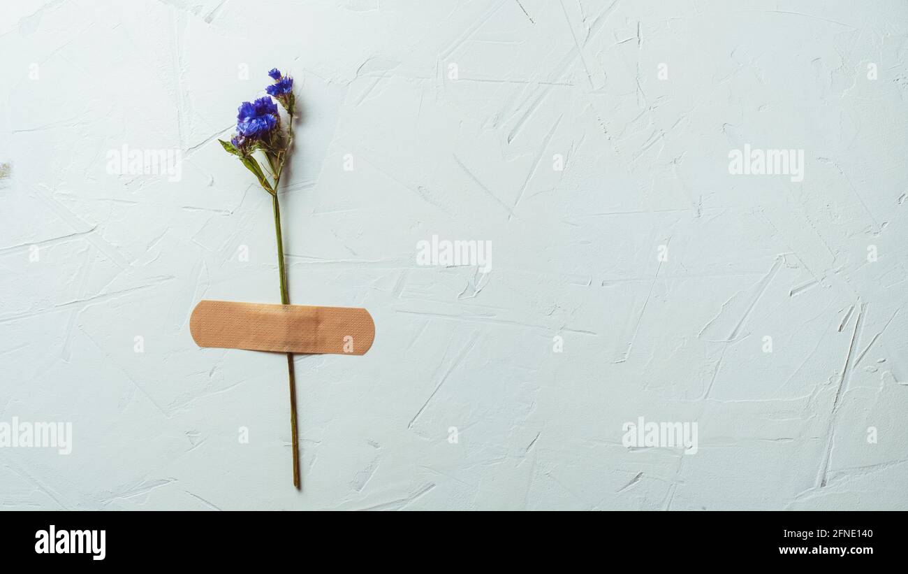 Dry blue flower taped with patch to white concrete surface, copy space ...
