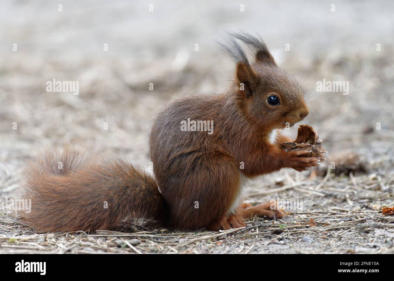 Walnut fruit hi-res stock photography and images - Alamy