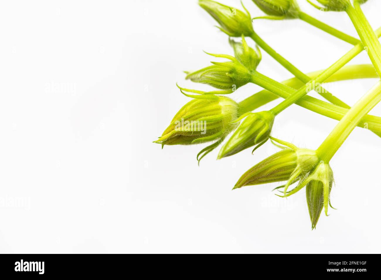 Unopened buds of zucchini pumpkin flowers on a white background. Excess ...