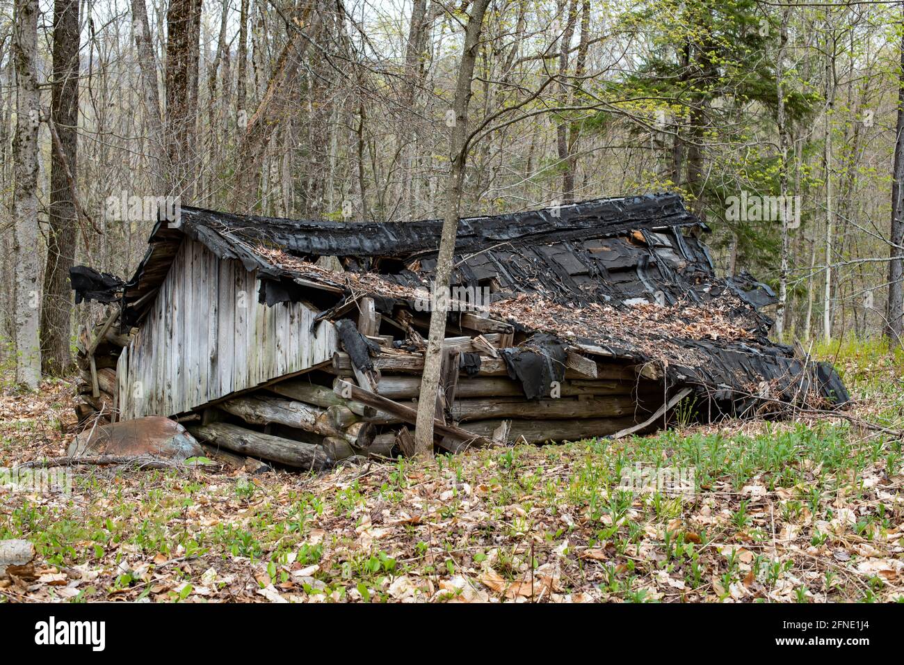 Wood cabin forest hi-res stock photography and images - Alamy