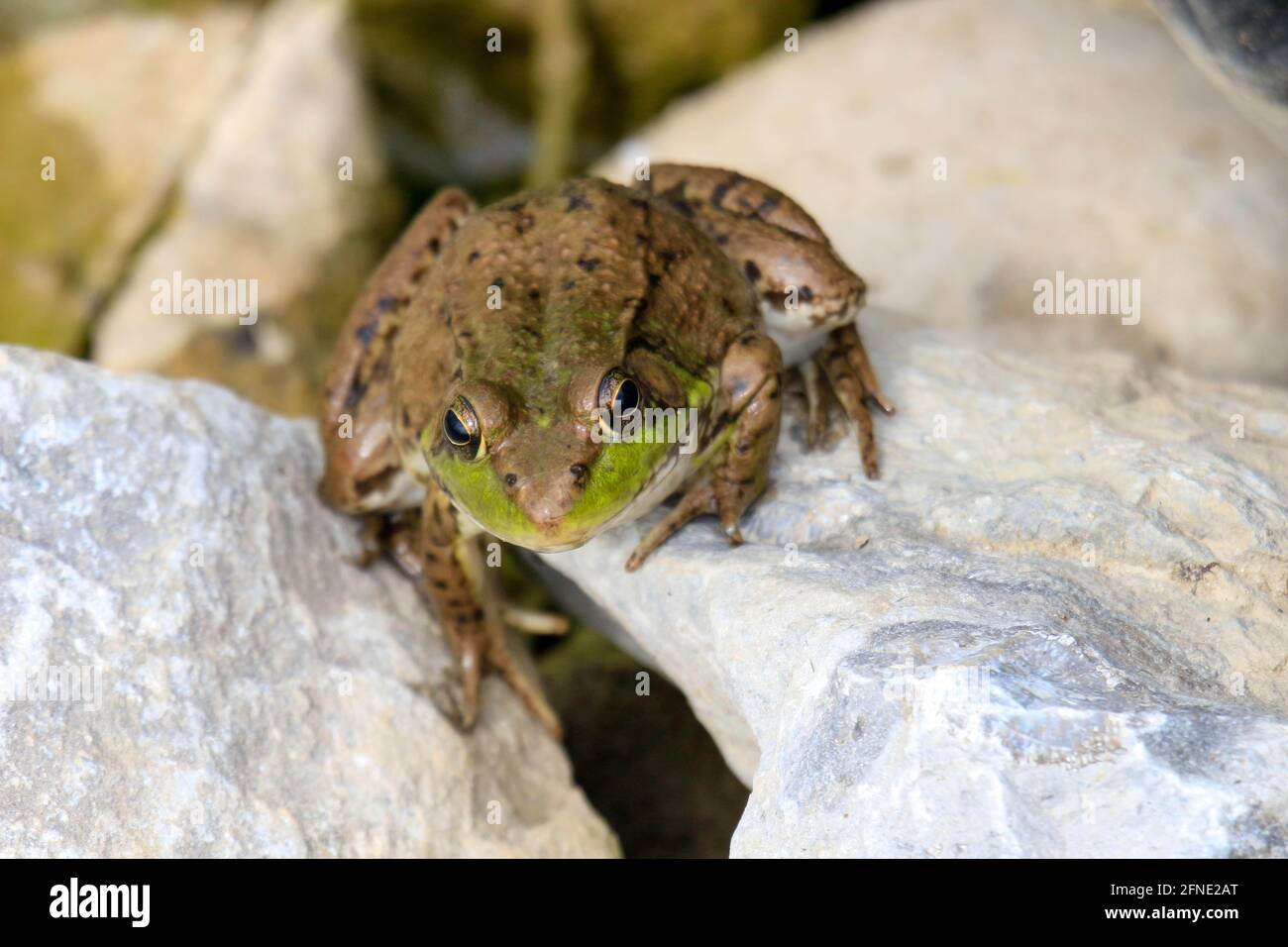 Leopard creek hi-res stock photography and images - Alamy
