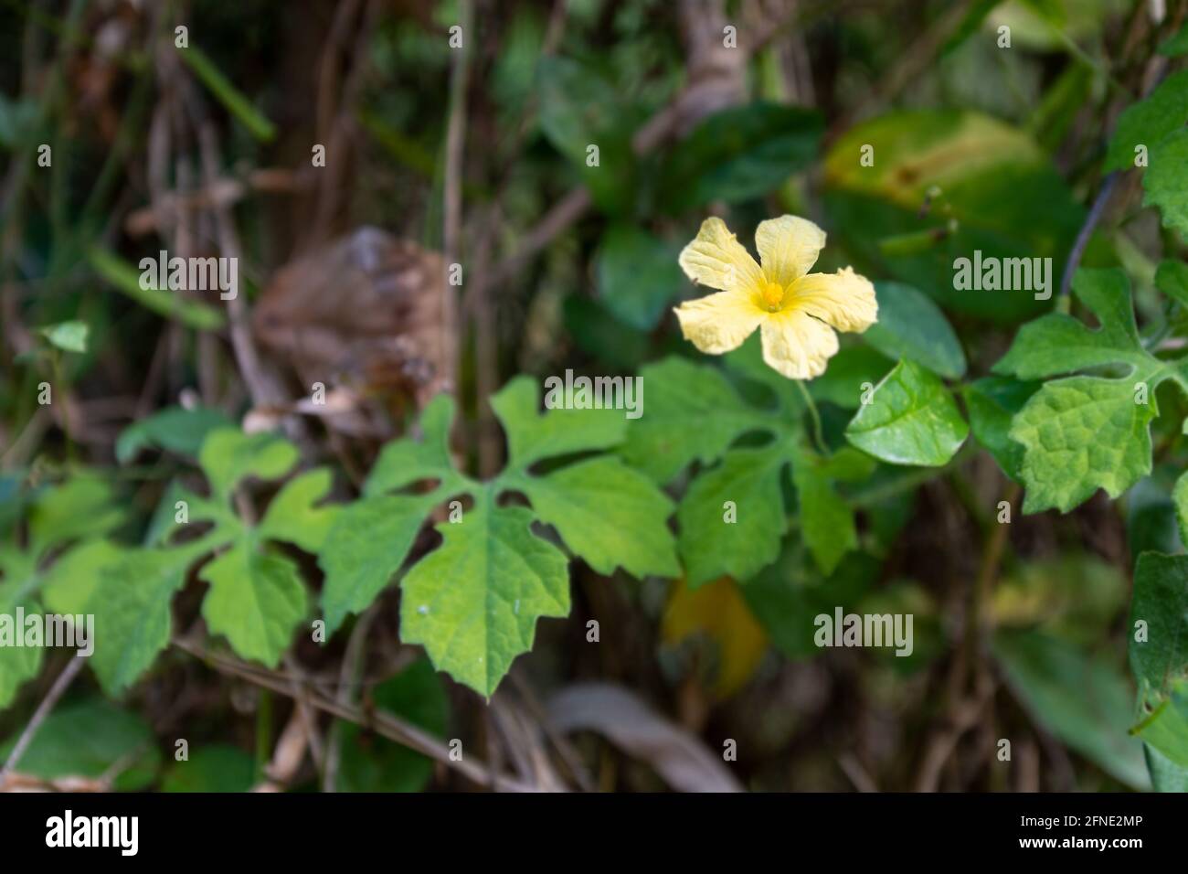 Cundeamor flower, gourd bitter momordica charantia, Cuba Stock Photo ...
